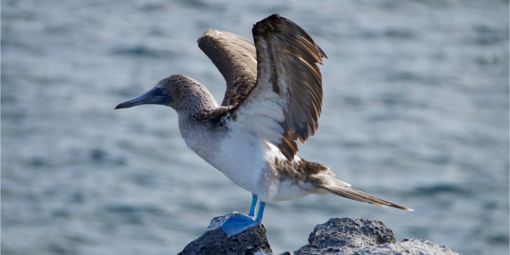 Conoce las increíbles características del Booby patas azules: la ...