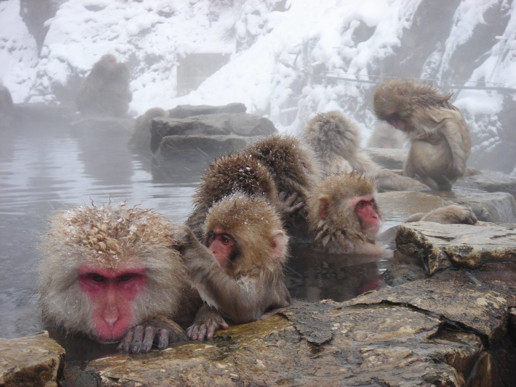 Muy inteligente (y relajante): así huyen del frío estos monos salvajes ...