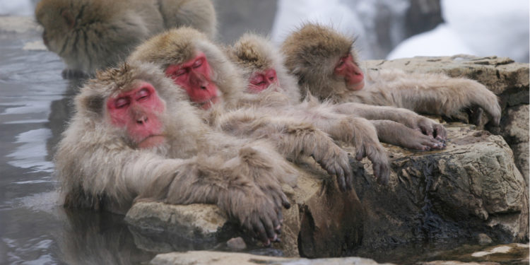 Muy inteligente (y relajante): así huyen del frío estos monos salvajes ...