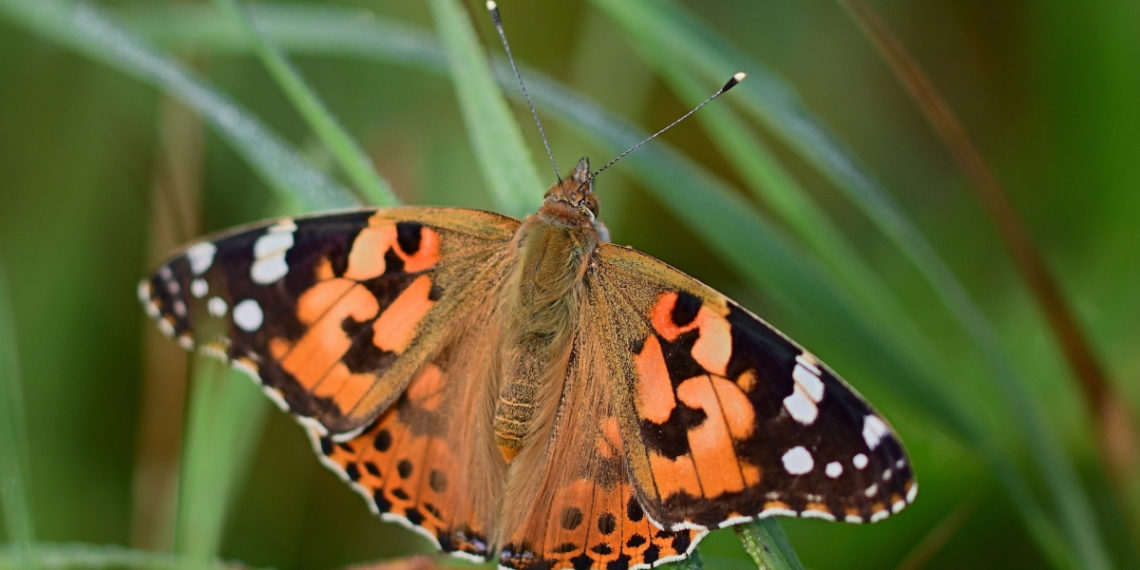 Desarrollan un modelo que predice las migraciones de las mariposas ... Desarrollan un modelo que predice las migraciones de las mariposas ...
