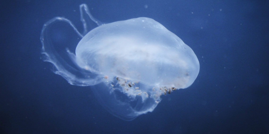 Hallan nuevo ejemplar de medusa gigante en una zona del Estrecho de ...