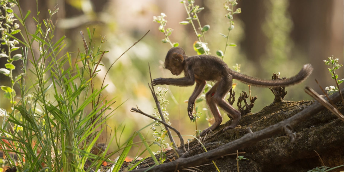 Registran el nacimiento de uno de los monos más extraños del planeta en ...