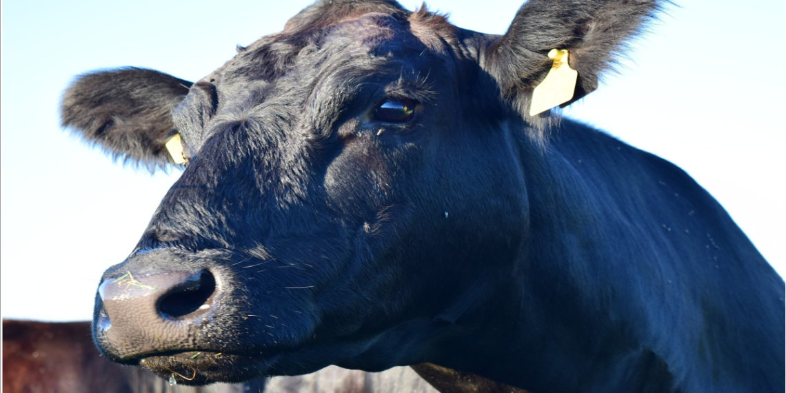 Murió a los 21 años 'Kaga', la primera vaca clonada del mundo