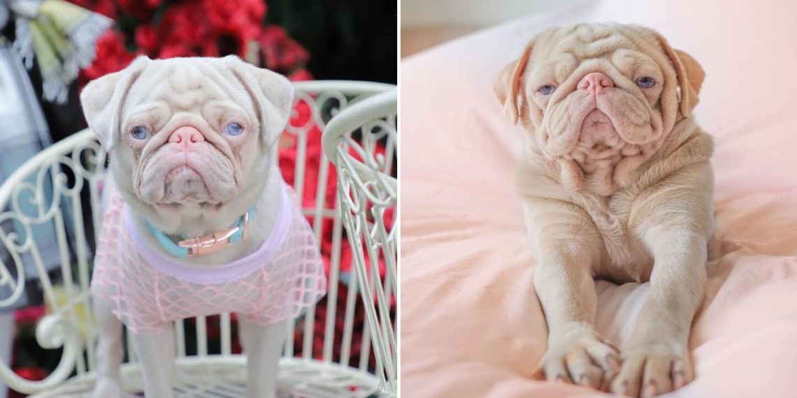 Últimas noticias de Virales en América Digital