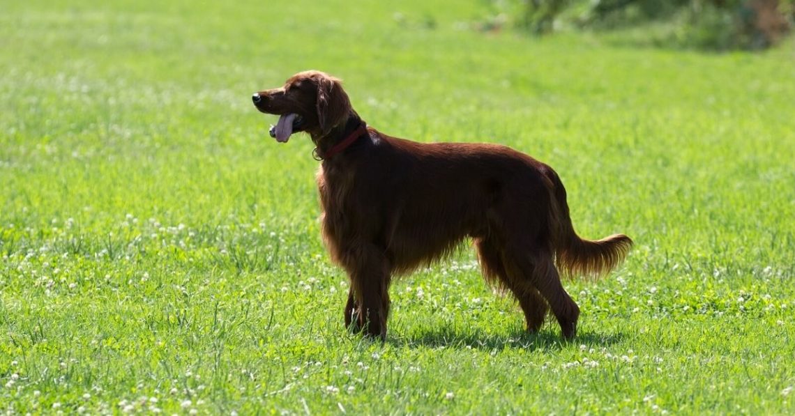 Día Mundial del Perro: claves para saber lo que dice la posición de su cola