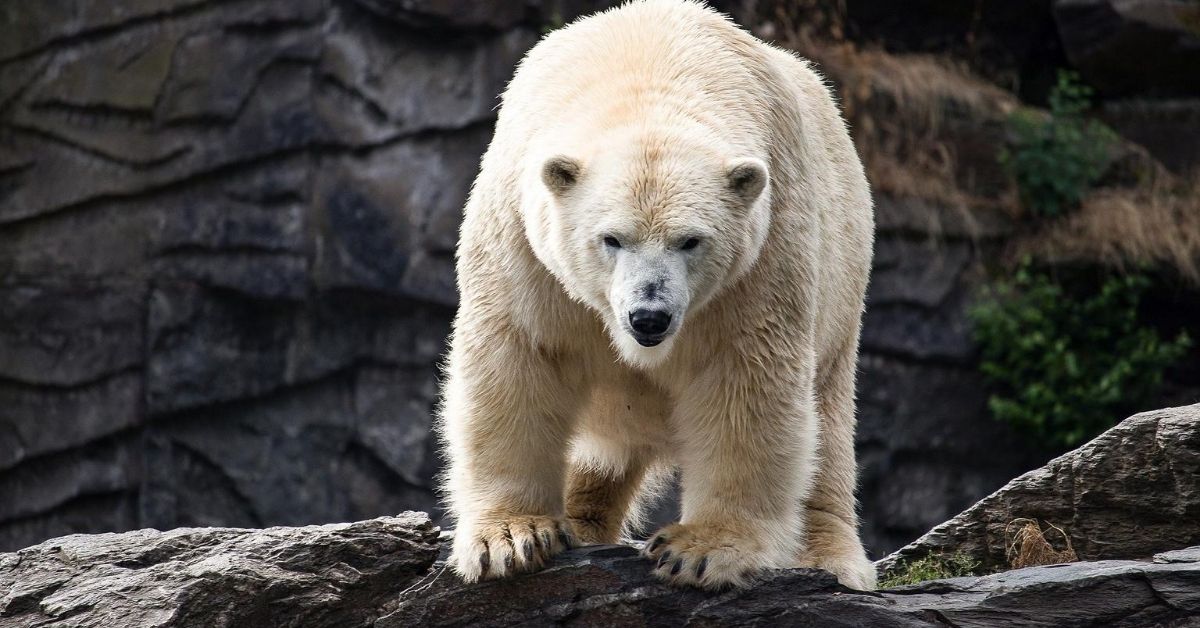 Tenía 22 años: fallece el oso polar más viejo del Reino Unido