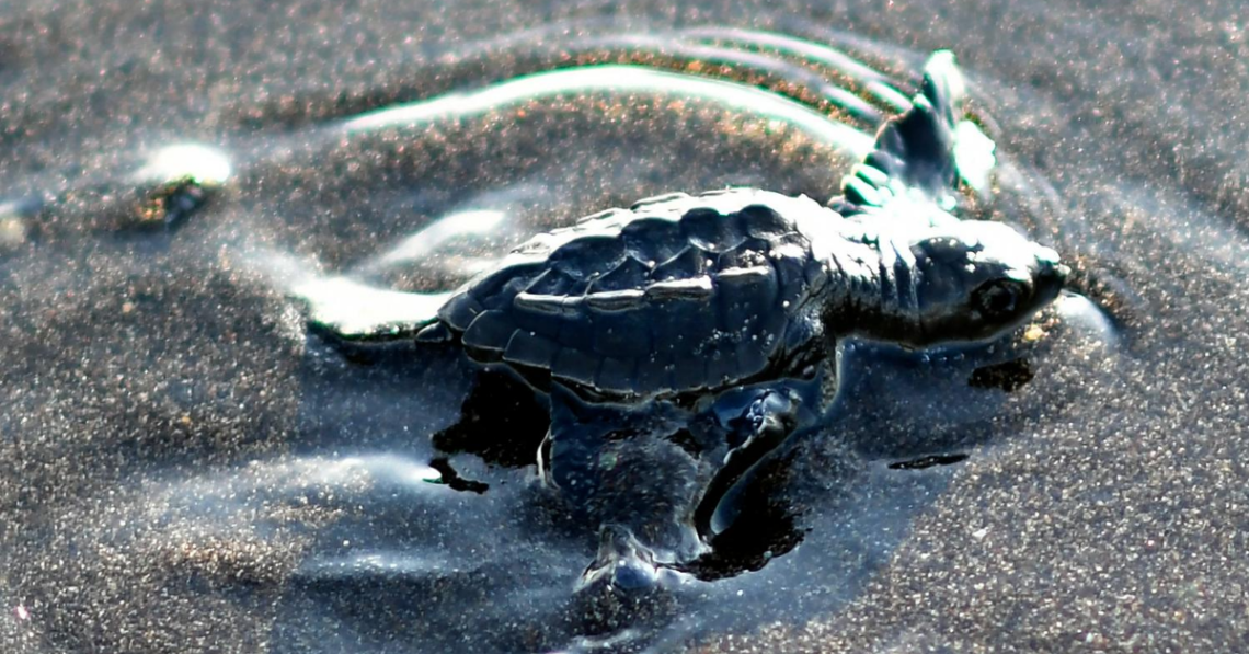 El emotivo momento en el que tortugas bebé son liberadas en el mar