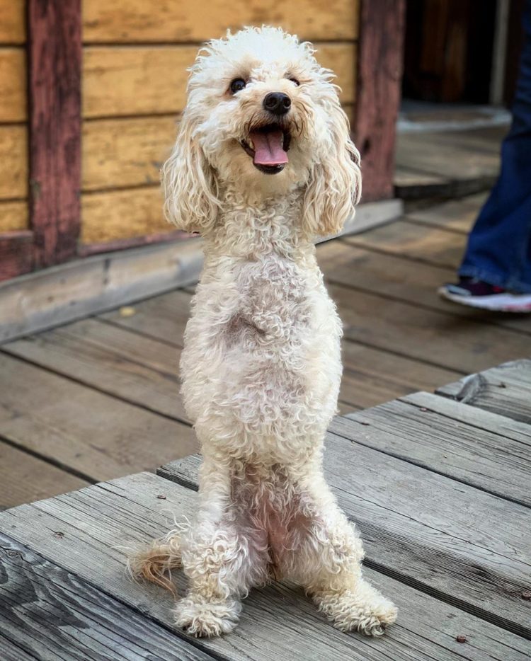 Perrita poodle aprendió a vivir en solo dos patas tras ser atropellada