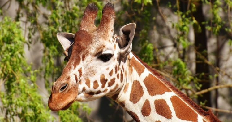 ¿Por qué las jirafas tienen unas condiciones únicas entre los animales?