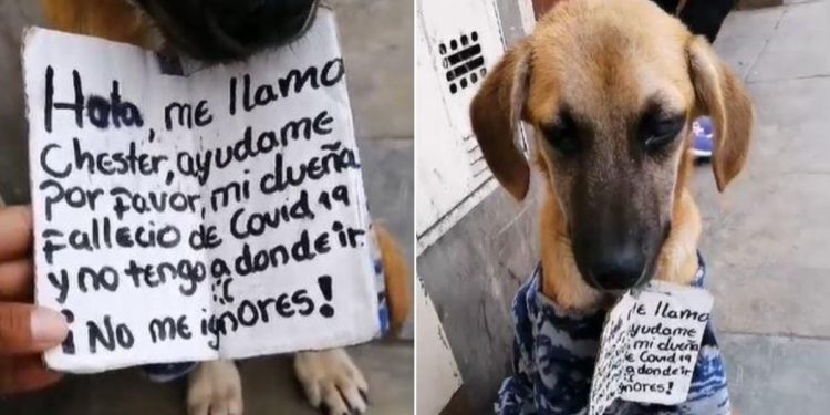 Chester, el perro que deambuló buscando hogar tras la muerte del dueño