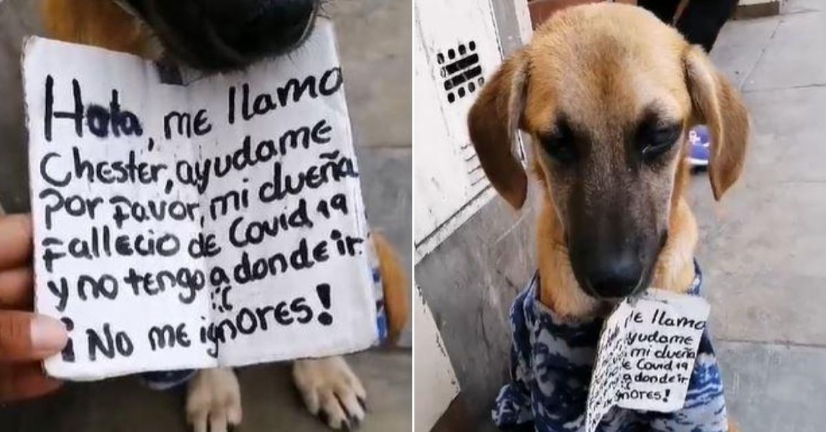 Chester, el perro que deambuló buscando hogar tras la muerte del dueño