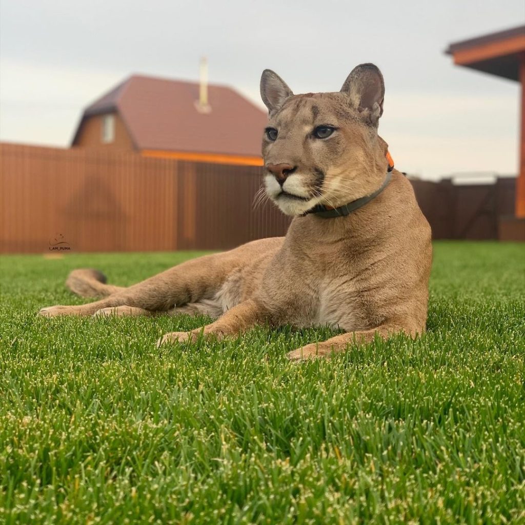 ¿Un puma de mascota? Pareja presume de su ‘amigo’ en redes sociales