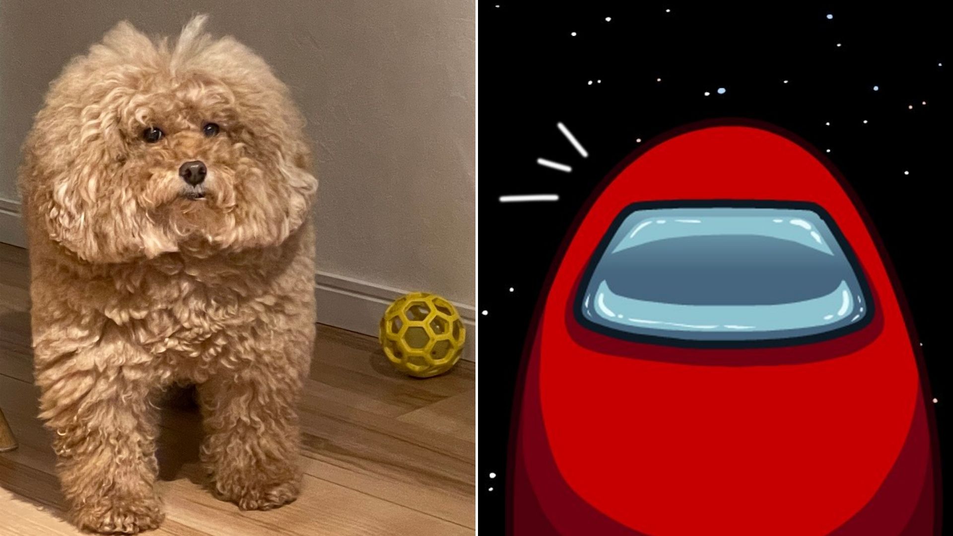 Perrito se hace viral por su parecido con los personajes de Among Us