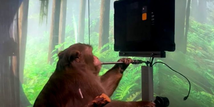 Neuralink implanta microchip en un mono y logra que juegue con su mente