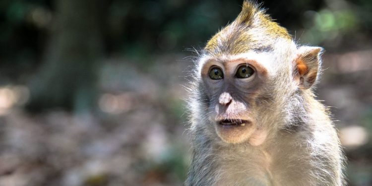 El camino de los monos huérfanos para retornar a su vida salvaje en África