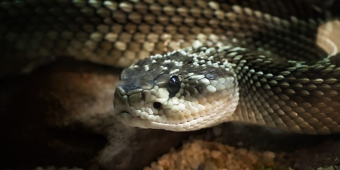 La isla de las serpientes, uno de los lugares más peligrosos del mundo