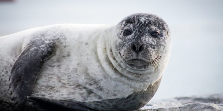 Foca de Saimaa, la lucha de Finlandia por salvarla de la extinción