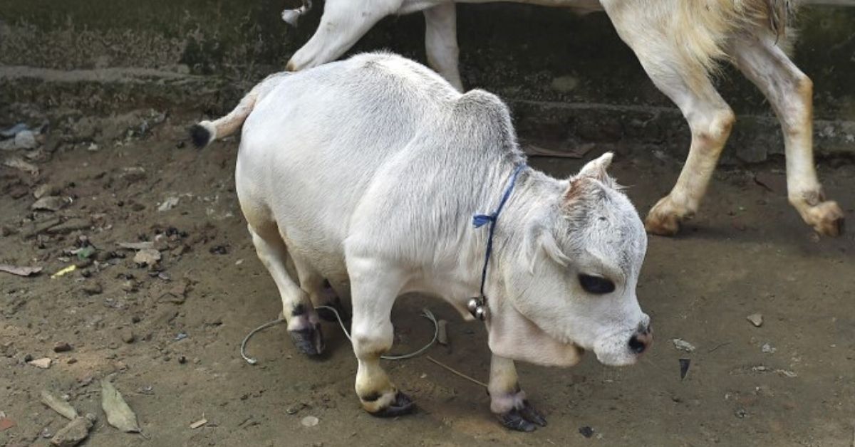 Rani, la vaca miniatura que podría ser la más pequeña del mundo
