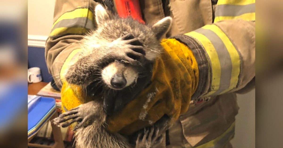 Mapache se muestra "avergonzado" al ser capturado robando comida