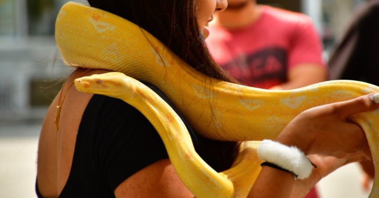 Captan a una serpiente pitón birmana escapando de un vehículo en China