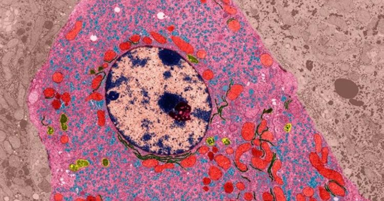 Descubren 'mundo perdido' de antepasados en rocas de millones de años